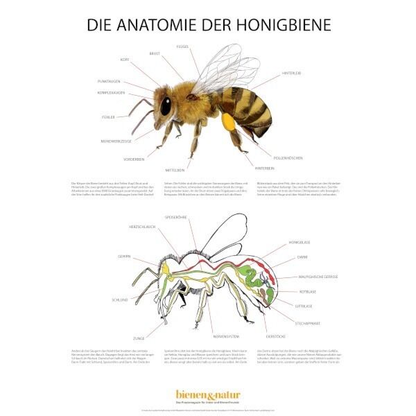 Beine Der Biene